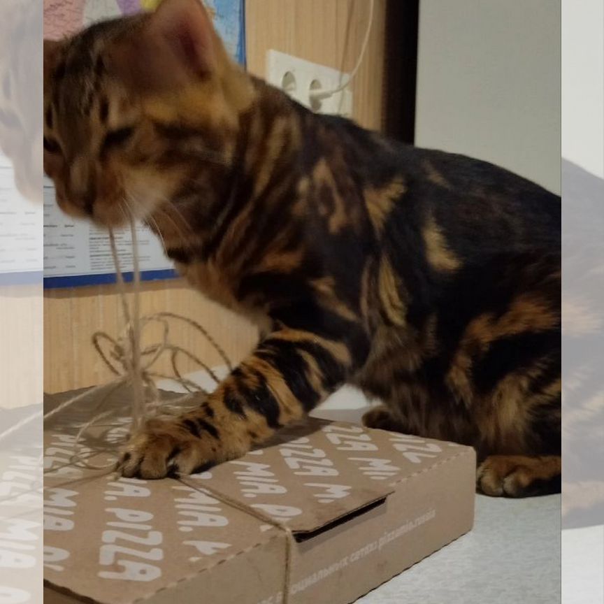 Бенгальская кошка, взрослая