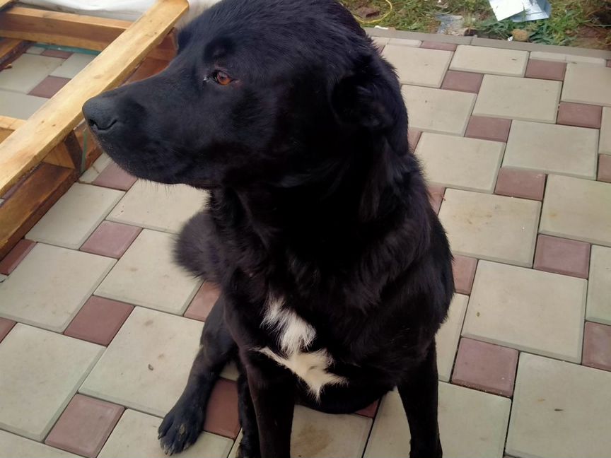 Помесь лабрадора ищет дом