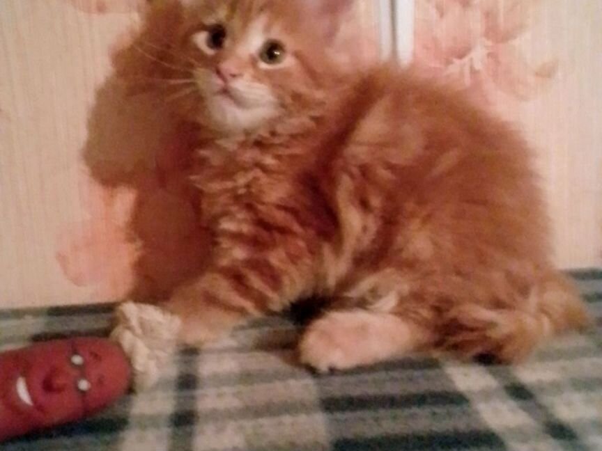 Яркая красотка