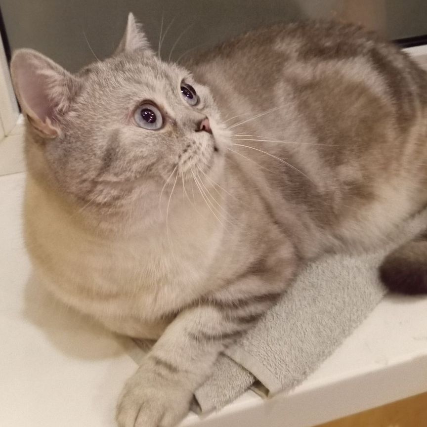 Британская короткошёрстная, взрослая кошка