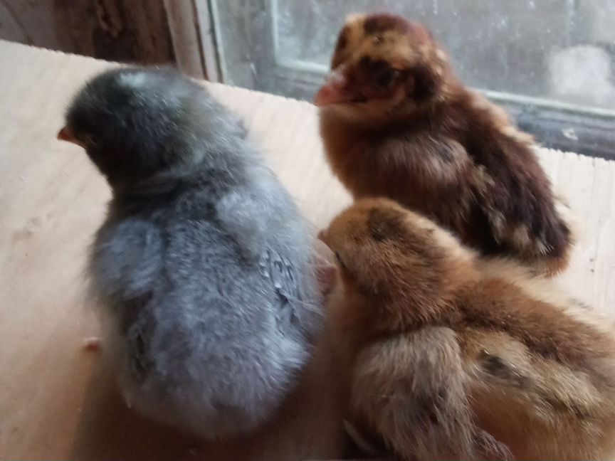 Цыплята суточные несушки