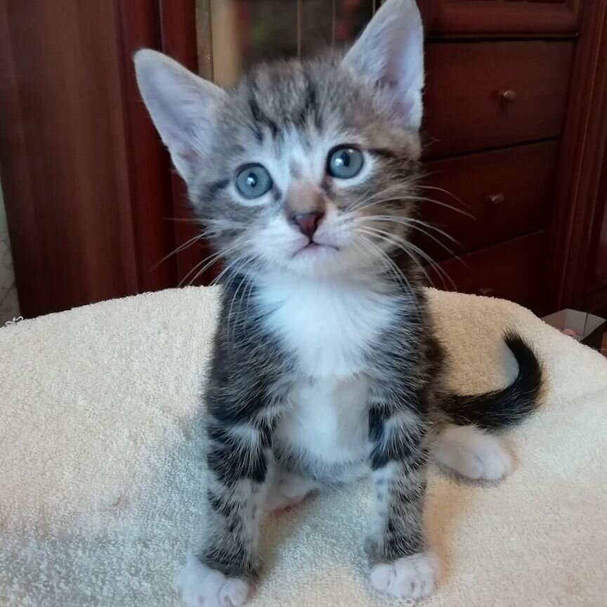 Котенок мальчик