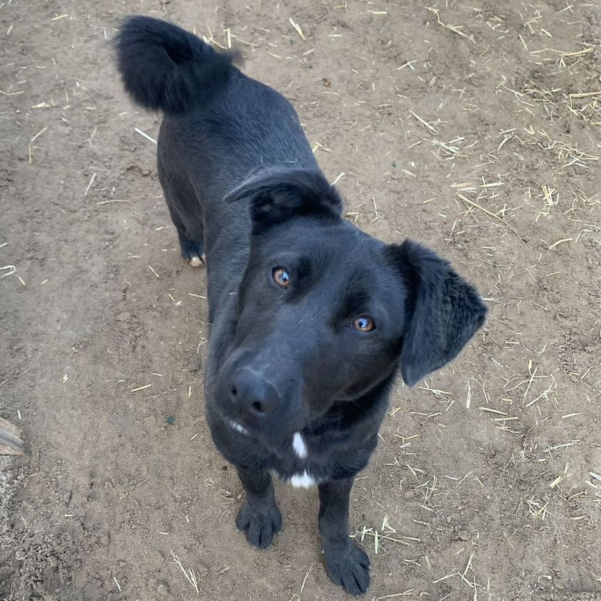 Собака в добрые руки отдам бесплатно