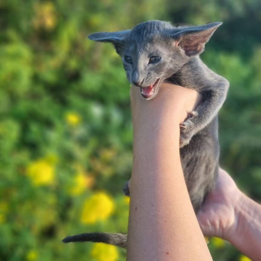 Ориентальные котята