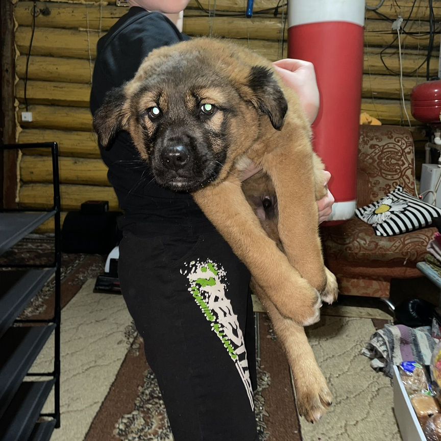 Щенок сторожевой