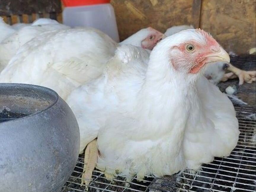 Куры бройлеры тушки, мясо молодое, домашняя птица