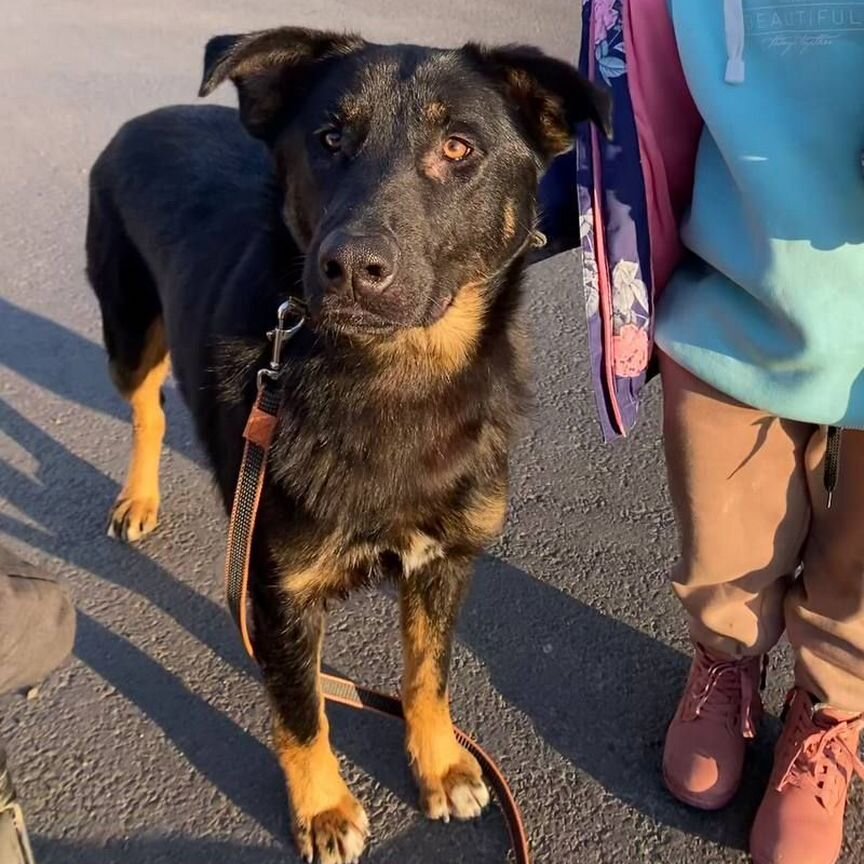 Роскошный черный немец овчарка в добрые руки