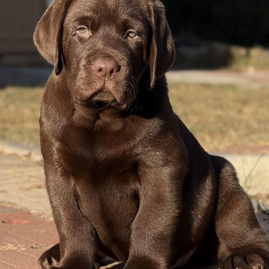 Лабрадор-ретривер, щенок