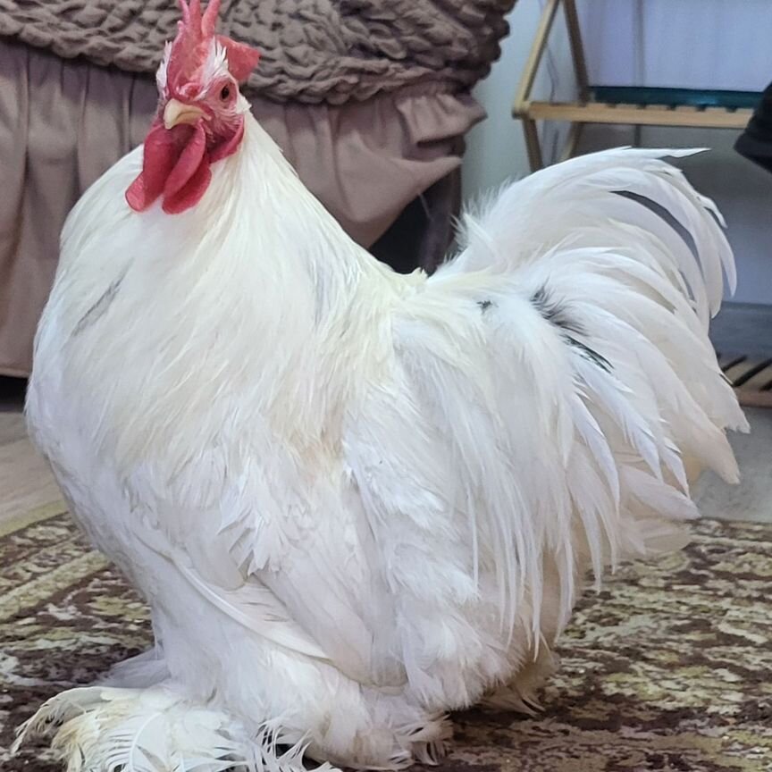 Карликовый кох