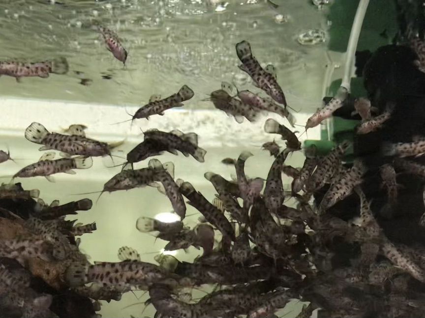 Сомик таракатум