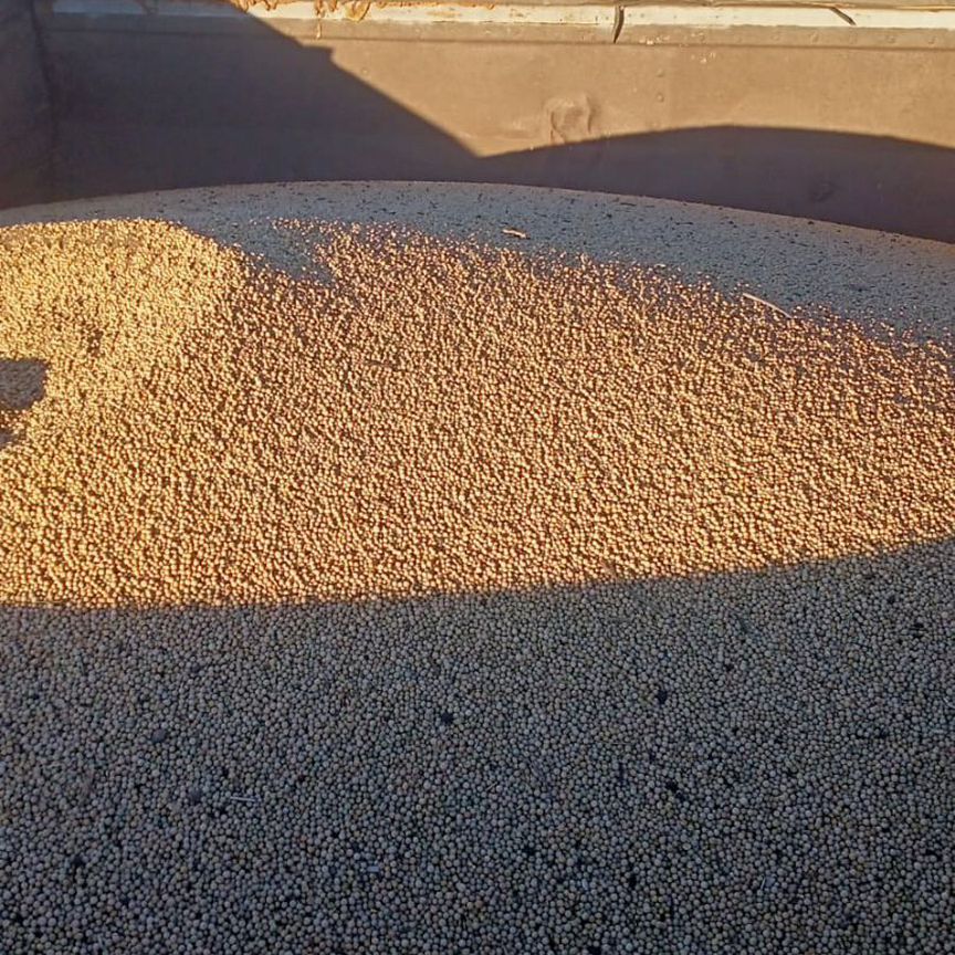 Овёс, горох