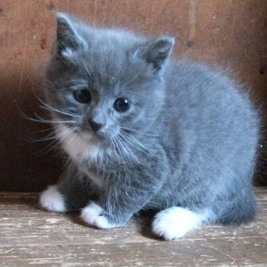 Котята