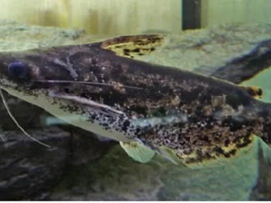 Сом Трахелиоптерус Фишера
