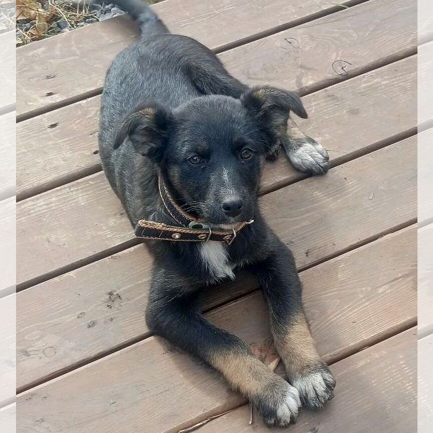 Щенок в добрые руки