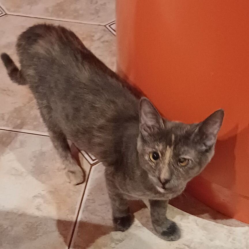 Котенок в добрые руки