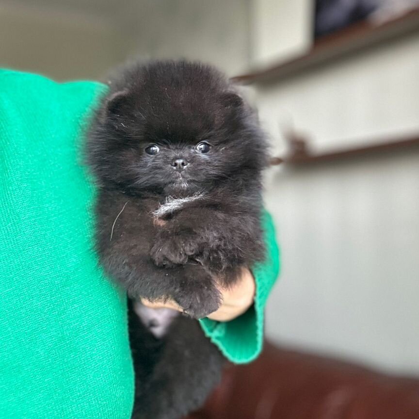 Померанский шпиц мини в типе мишка