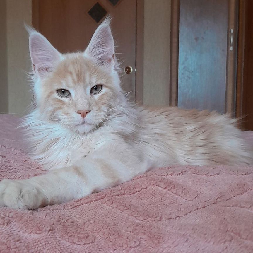 Мейн-кун котёнок