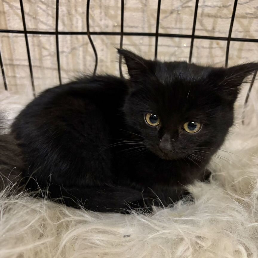 Котенок девочка в добрые руки