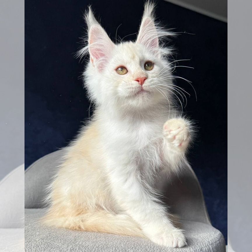 Мейн-кун котёнок