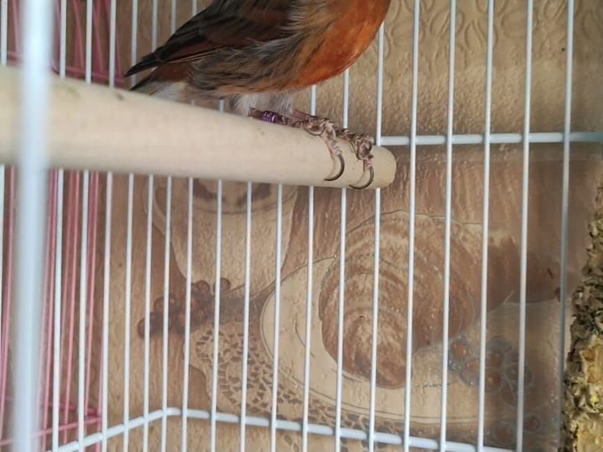 Канарейка кенар