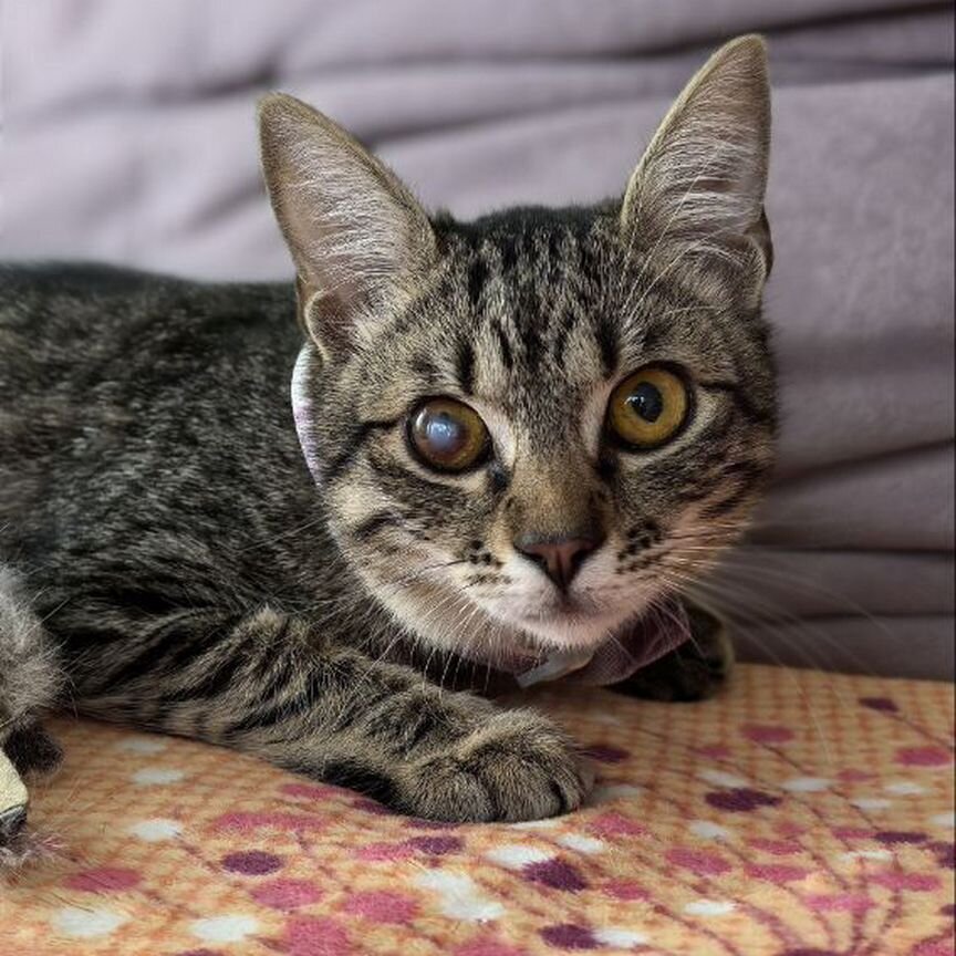 Кошки