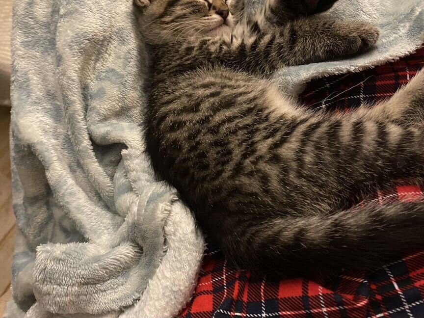 Шотланский котенок в любящую семью