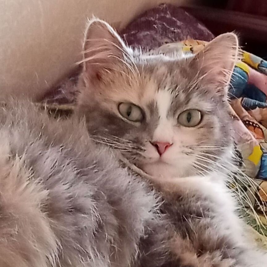 Трехшерстная кошечка