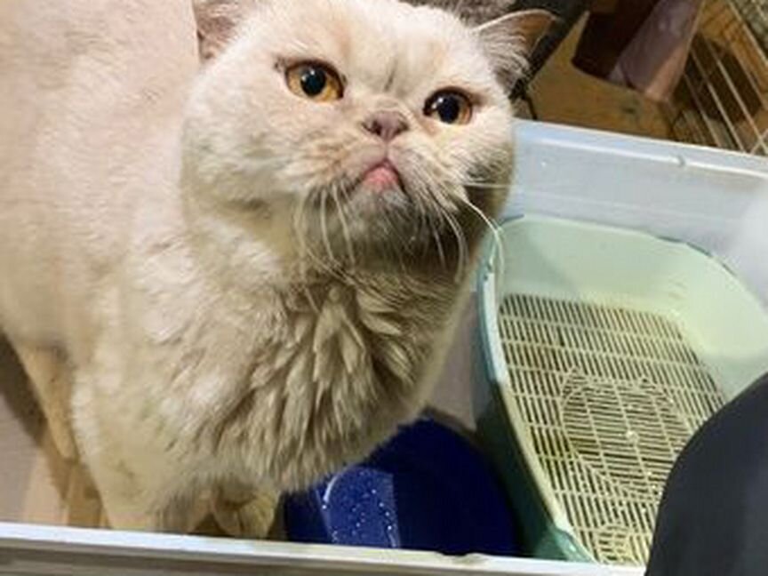 Кошка породистая