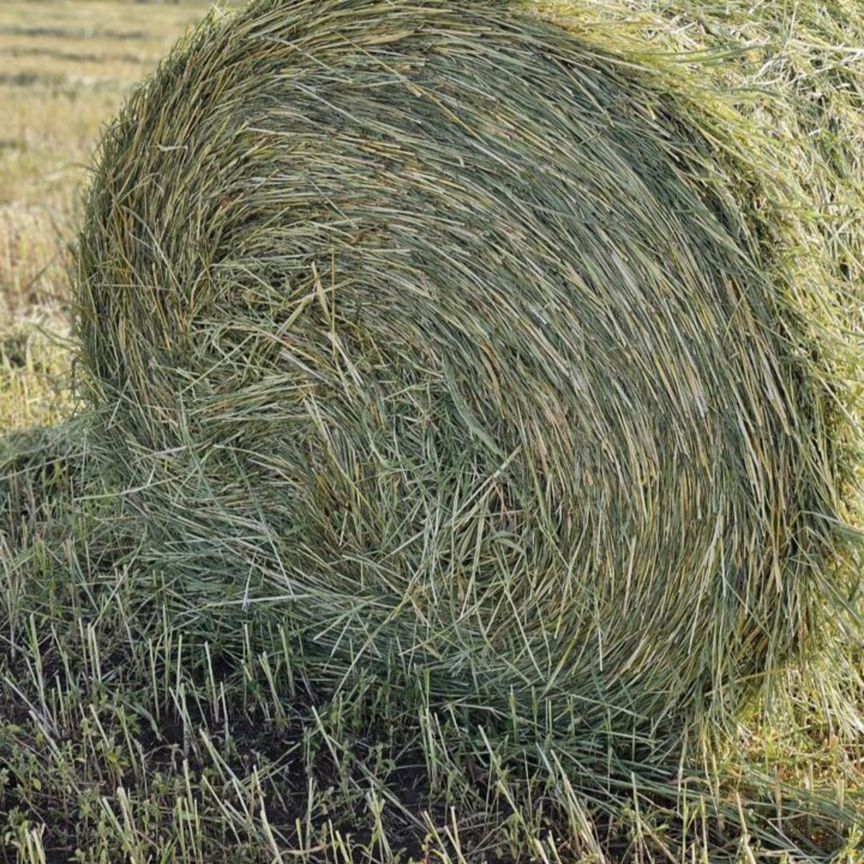 Сено суданка в рулонах