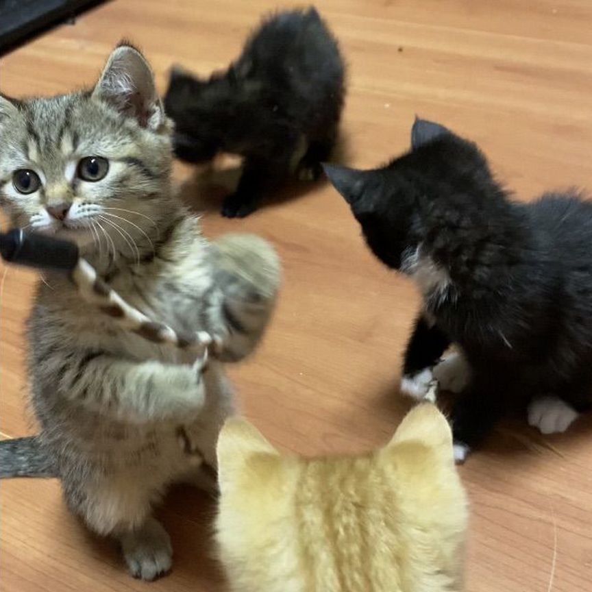 Котята в добрые руки