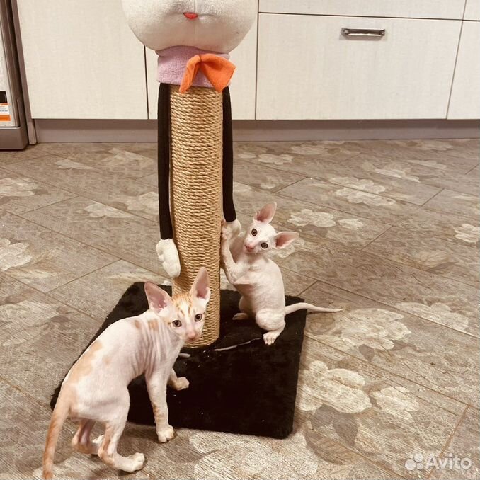 Замечательные детки