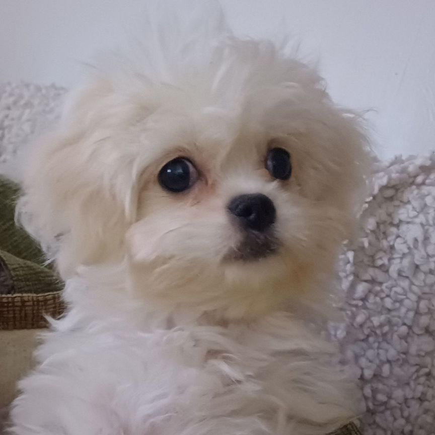 Чудо мальтипу F1