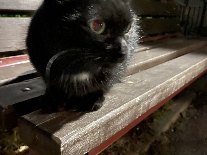 Домашний кот