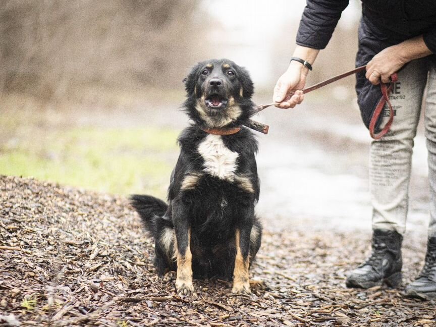Молодой но хороший сторож ищет дом