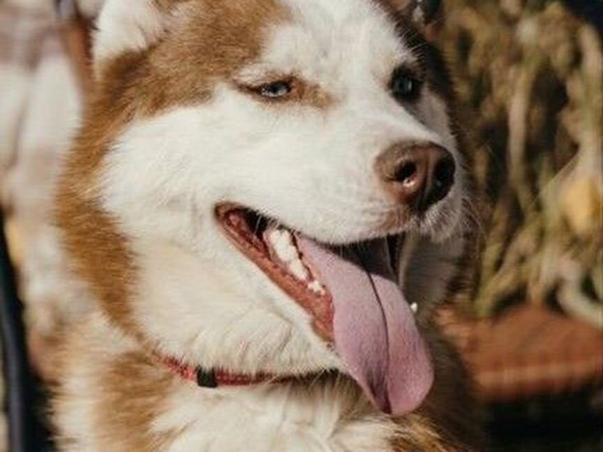 Рыжая Хаски