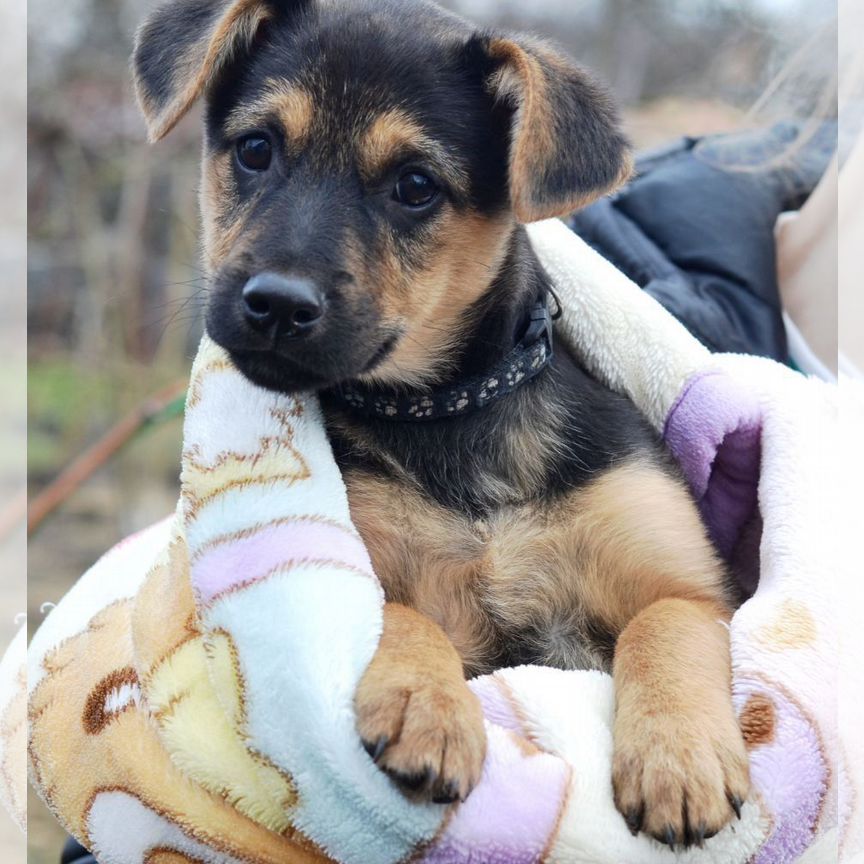 Щенок в добрые руки