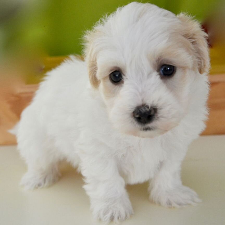 Маленькие собачки микс