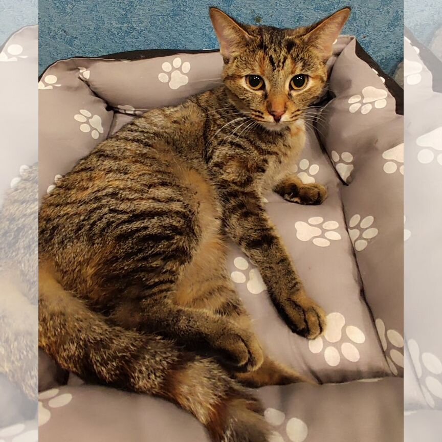 Взрослая кошка в добрые руки