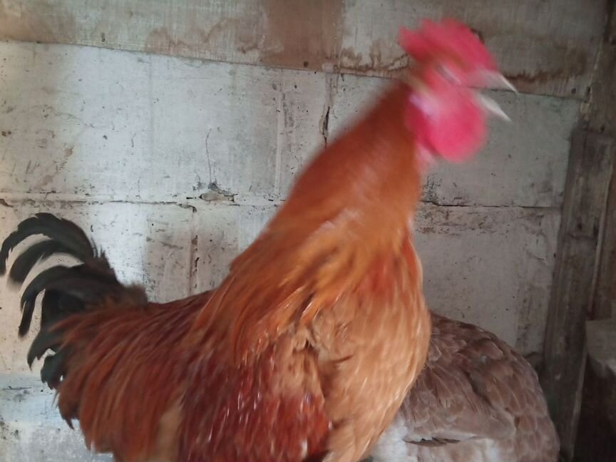 Молодые петухи