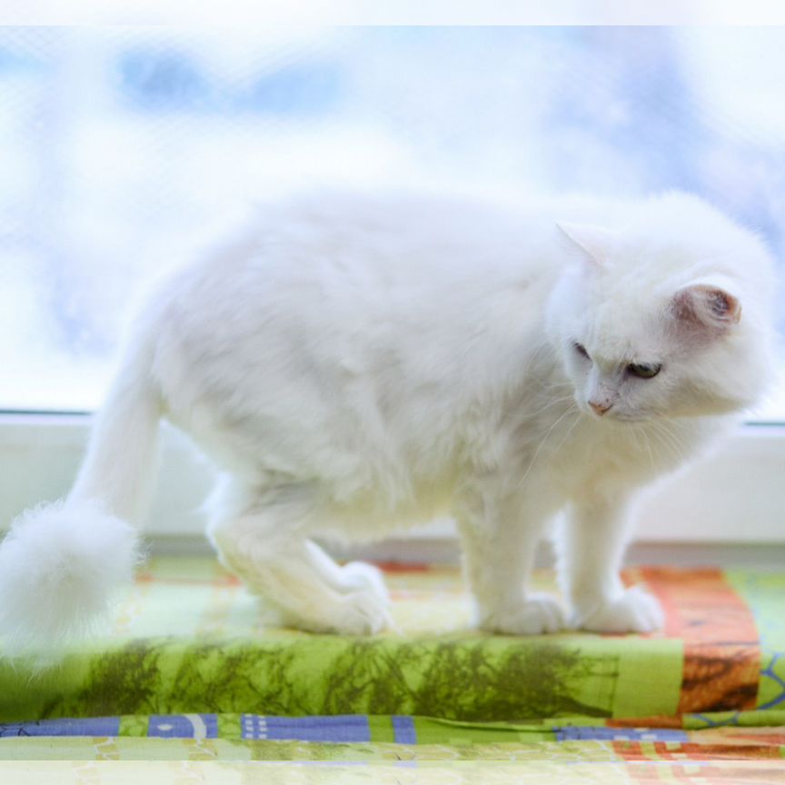 Взрослый кот в добрые руки