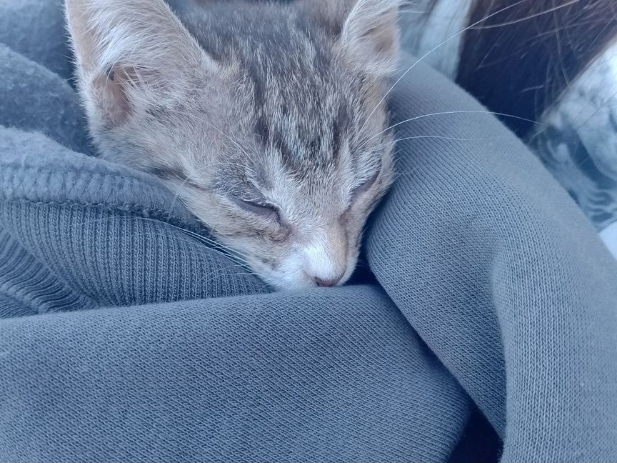 Кошка