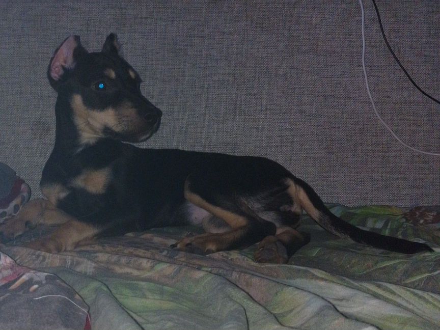 Щенки американского булли