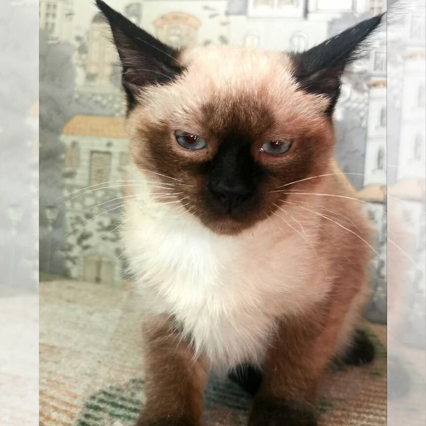 Кошечка 4 месяца