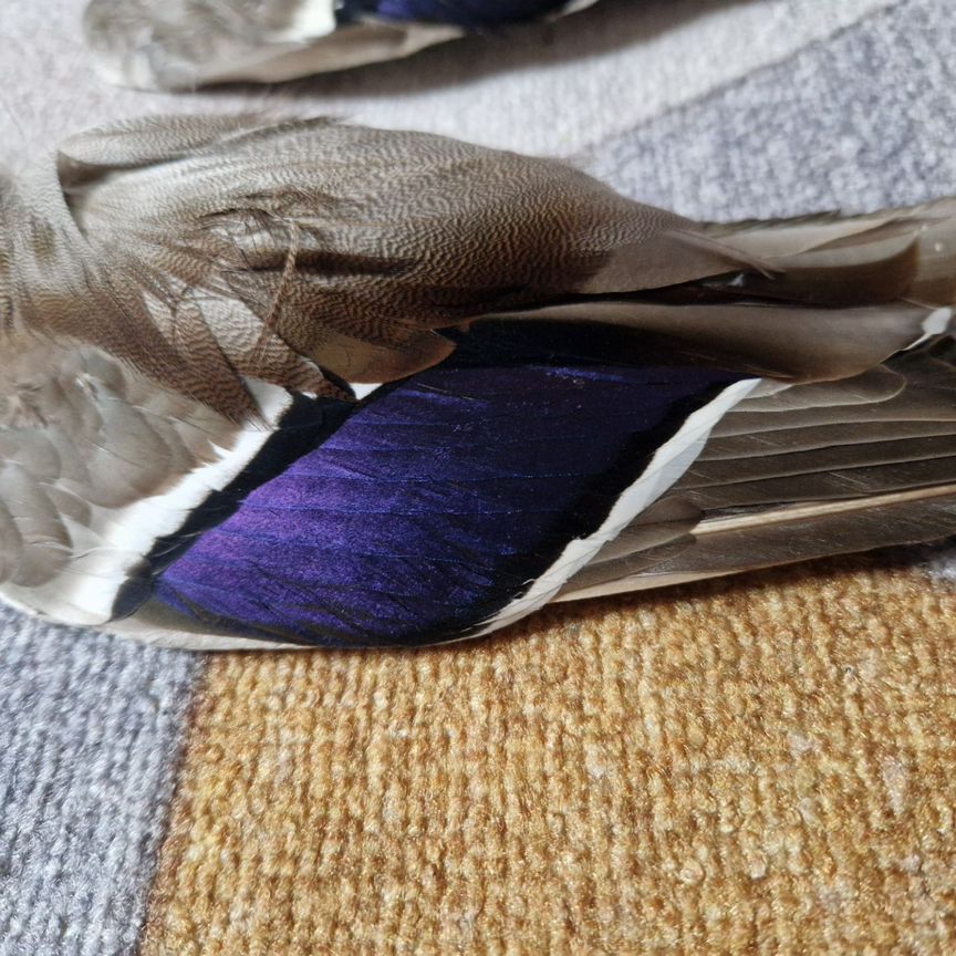 Крылья утки (Селезень)