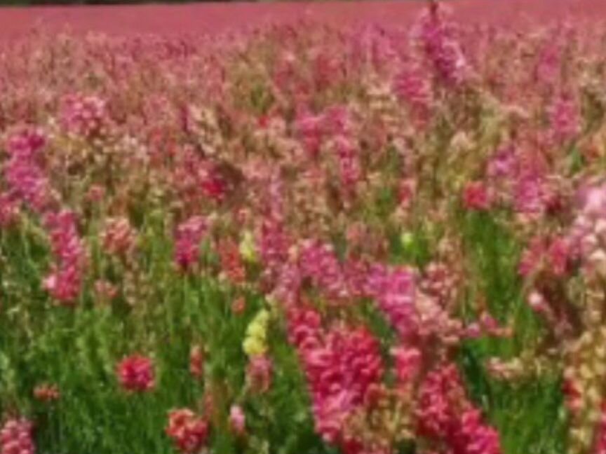 Сено эспарцет