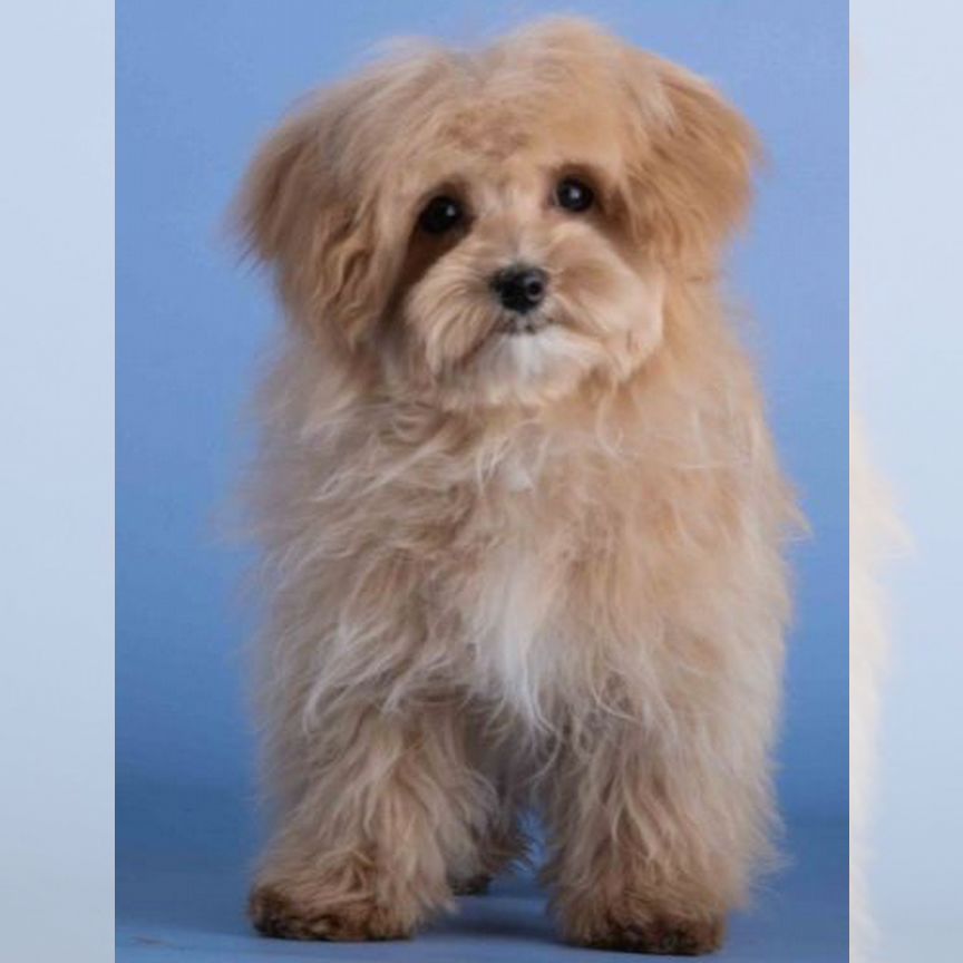 Мальтипу, щенок