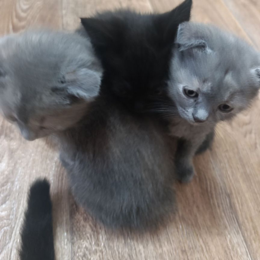 Котята в добрые руки
