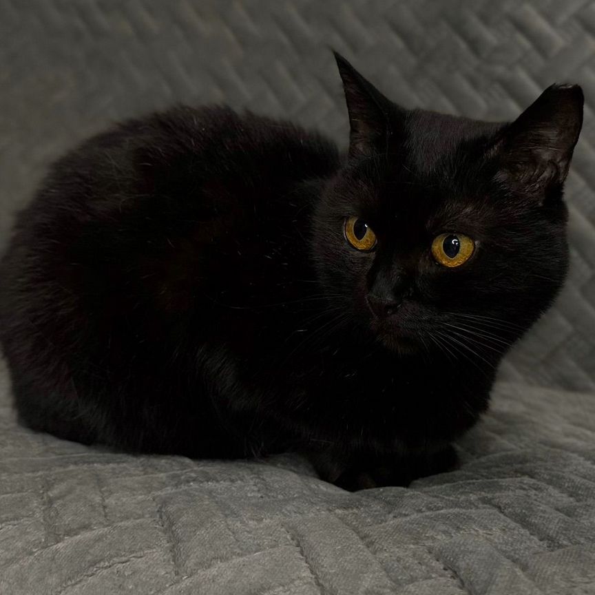 Взрослая, кошка в добрые руки