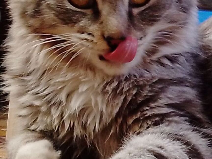 Кошка ищкт дом