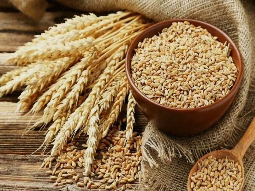 Зерно пшеница